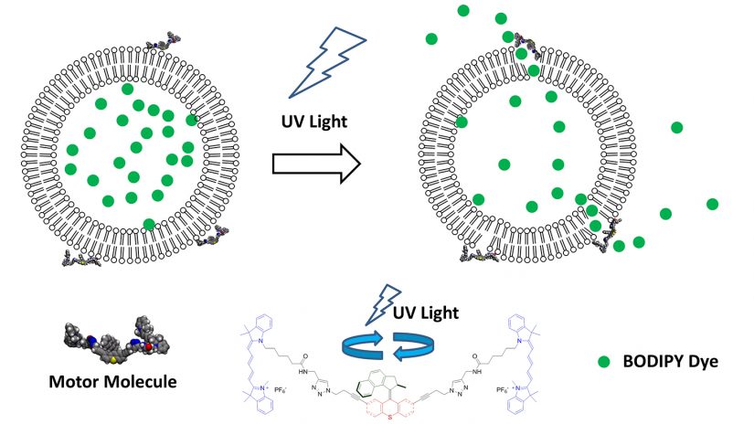 Molecular Motors and Molecular Machines – Q&A With Gufeng Wang | NC ...