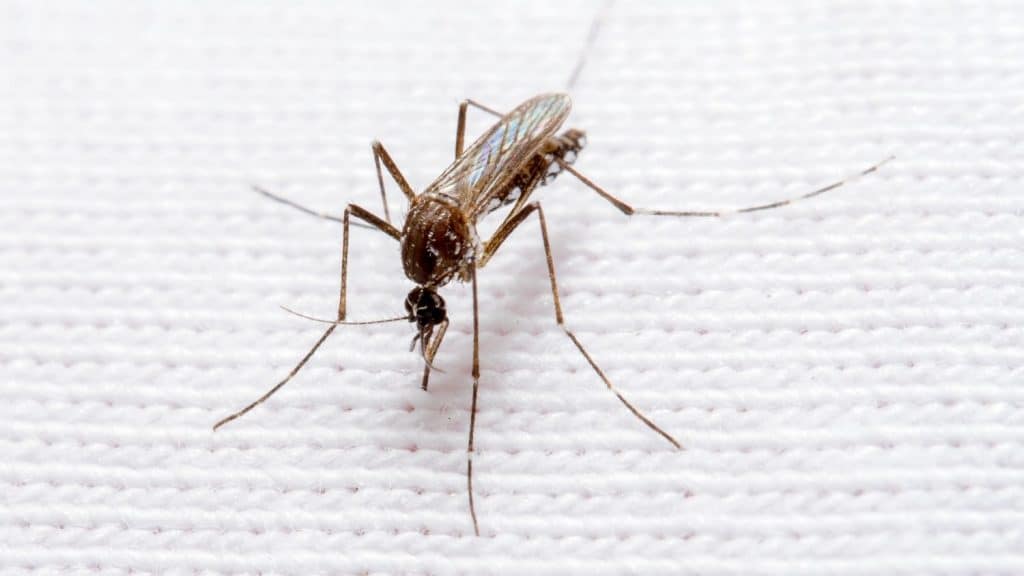 Study Elucidates Evolution of Mosquitoes and Their Hosts | NC State News